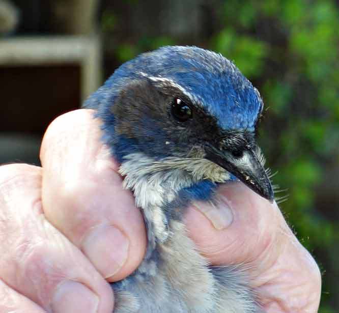 Wonderful Morning/Blue Jay in the Office - Lloyd's Blog