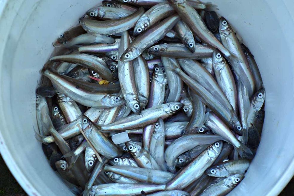 Caught 15 lbs. Night Smelt Last Night/Knocked Down by Wave - Lloyd's Blog