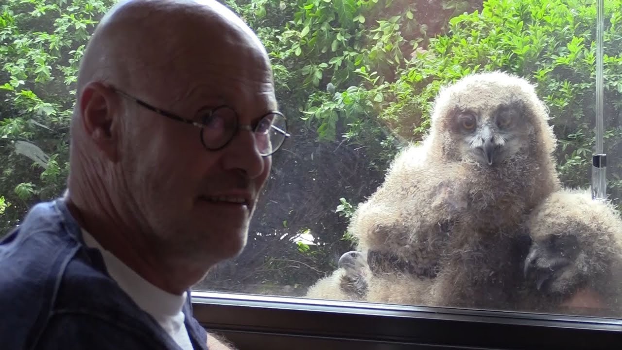 Owls Watching TV in the Netherlands - Lloyd's Blog