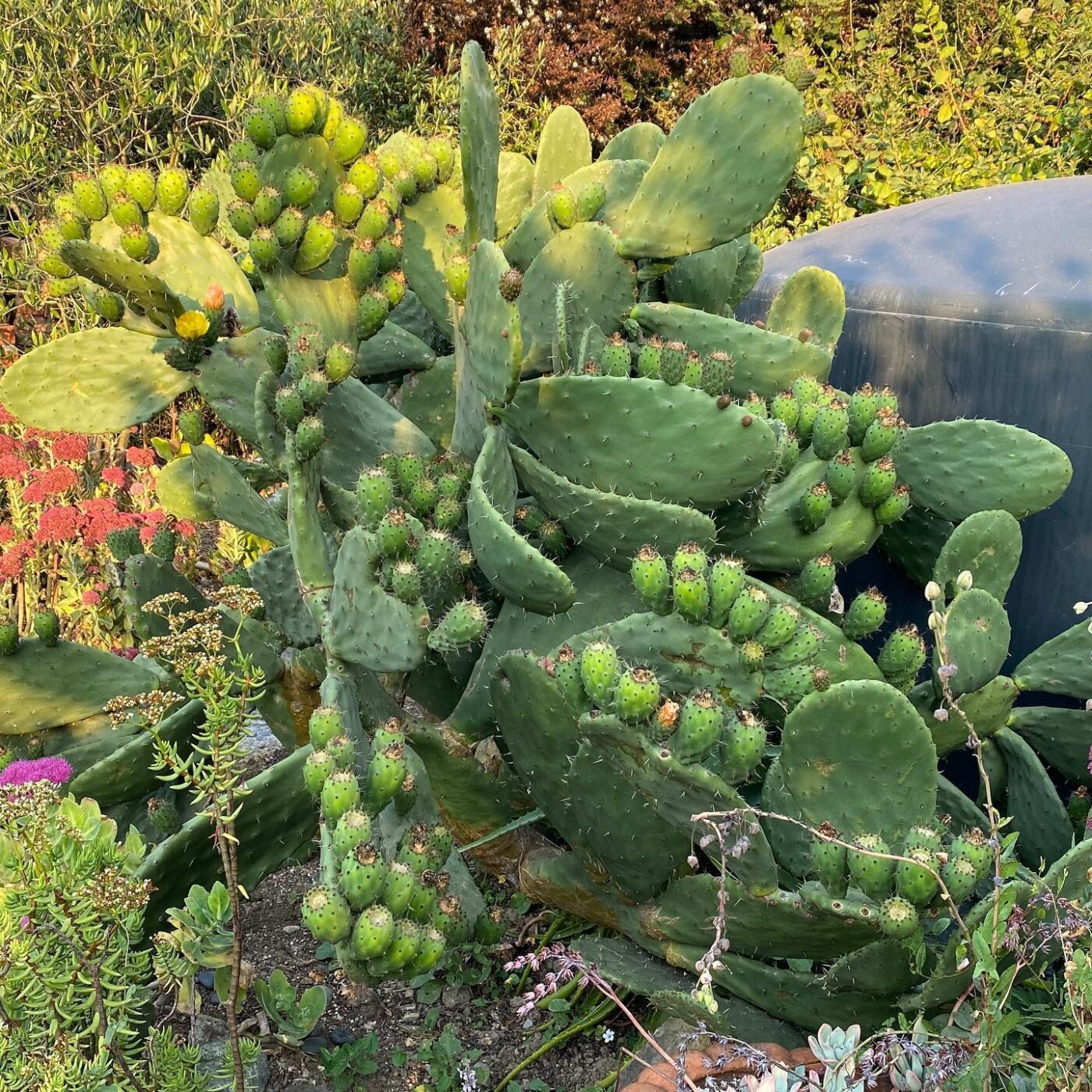 Prickly Pear Cactus - Lloyd's Blog