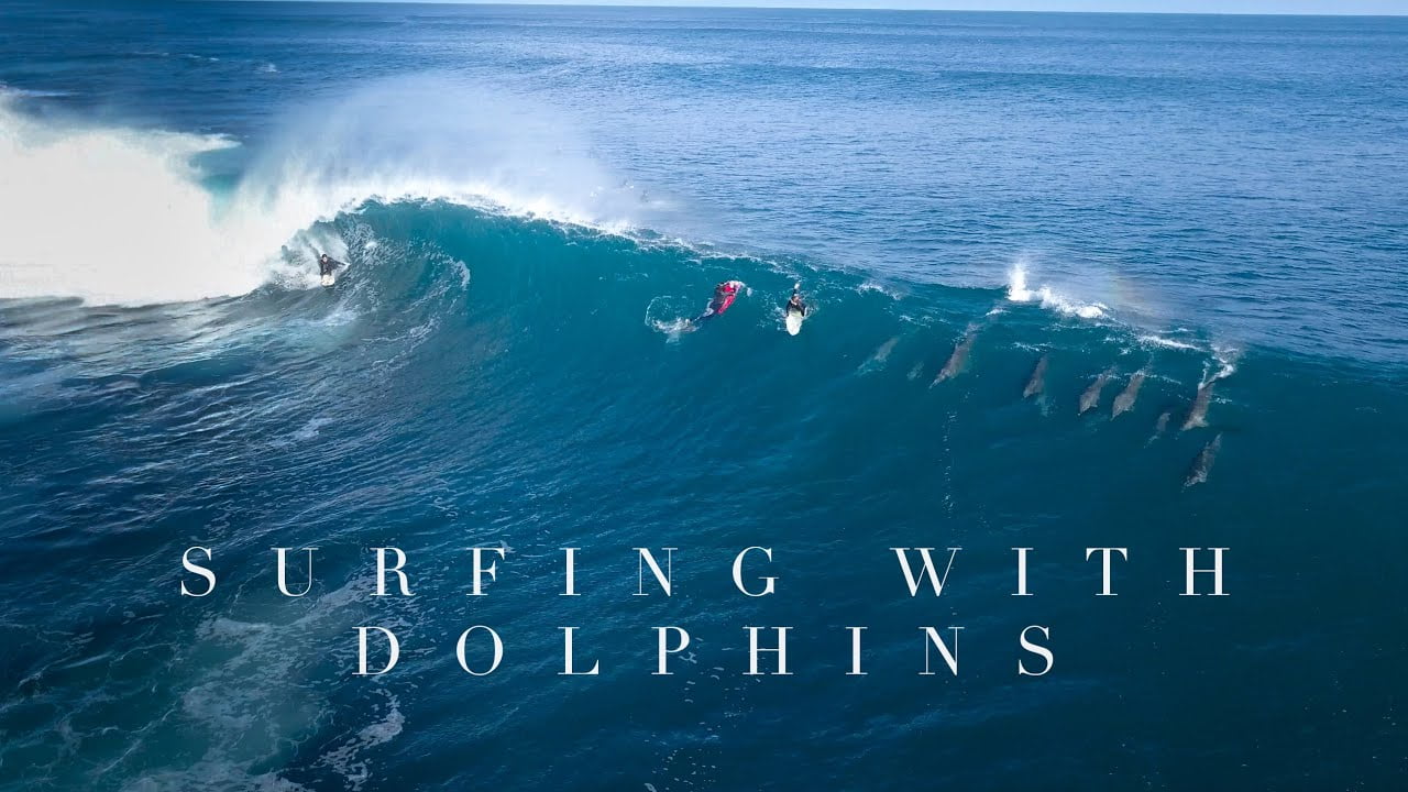 Surfing With Dolphins - Lloyd's Blog