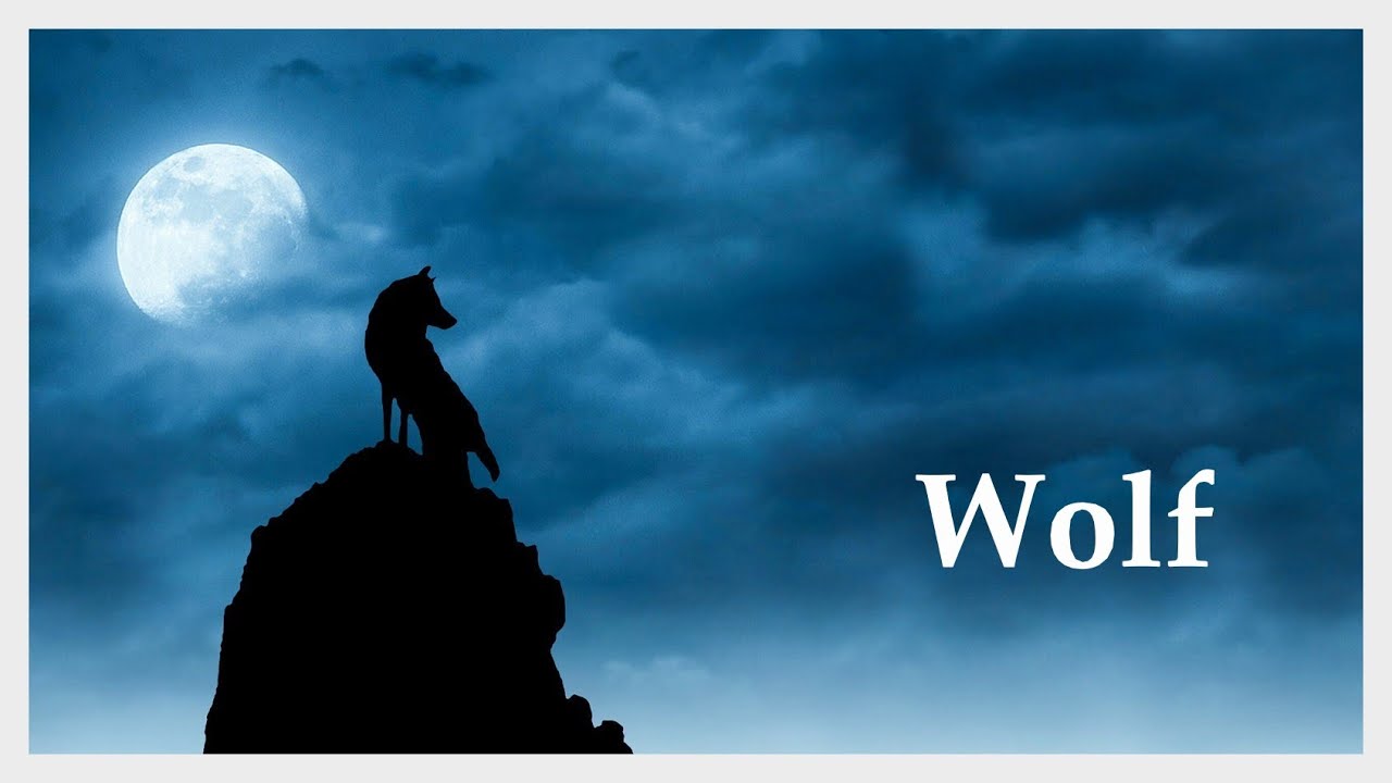 Grey Wolves Singing at the Moon - Lloyd's Blog